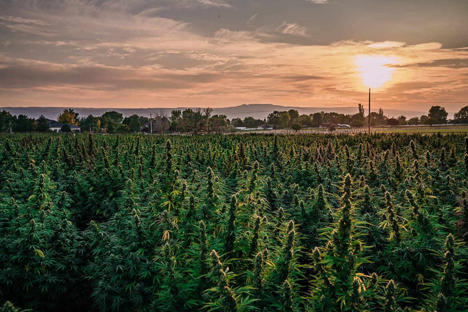 CannaCon | The Nation's Leading B2B Cannabis Conference