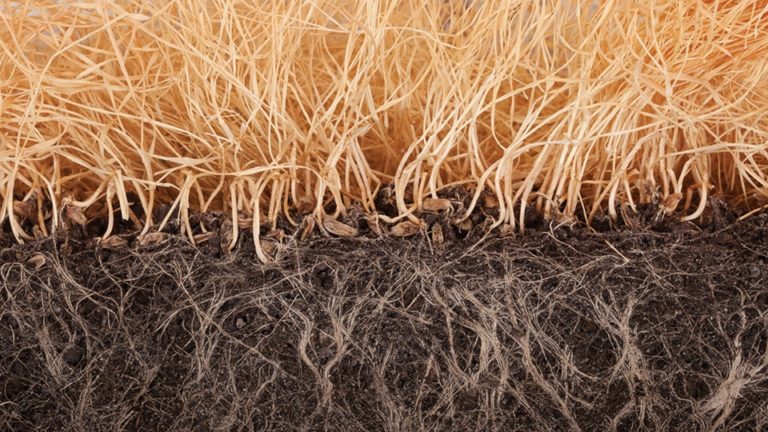 Plant Flushing: The Importance of Flushing Your Plants Before Harvest